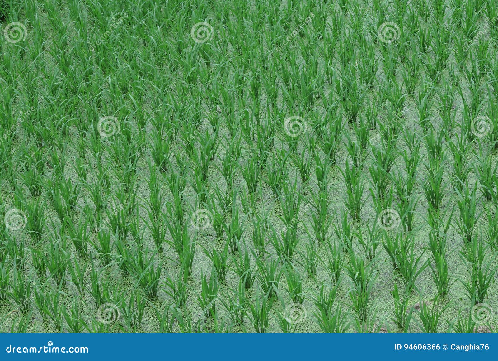 Rice and grain crops stock photo. Image of rice, crops - 94606366