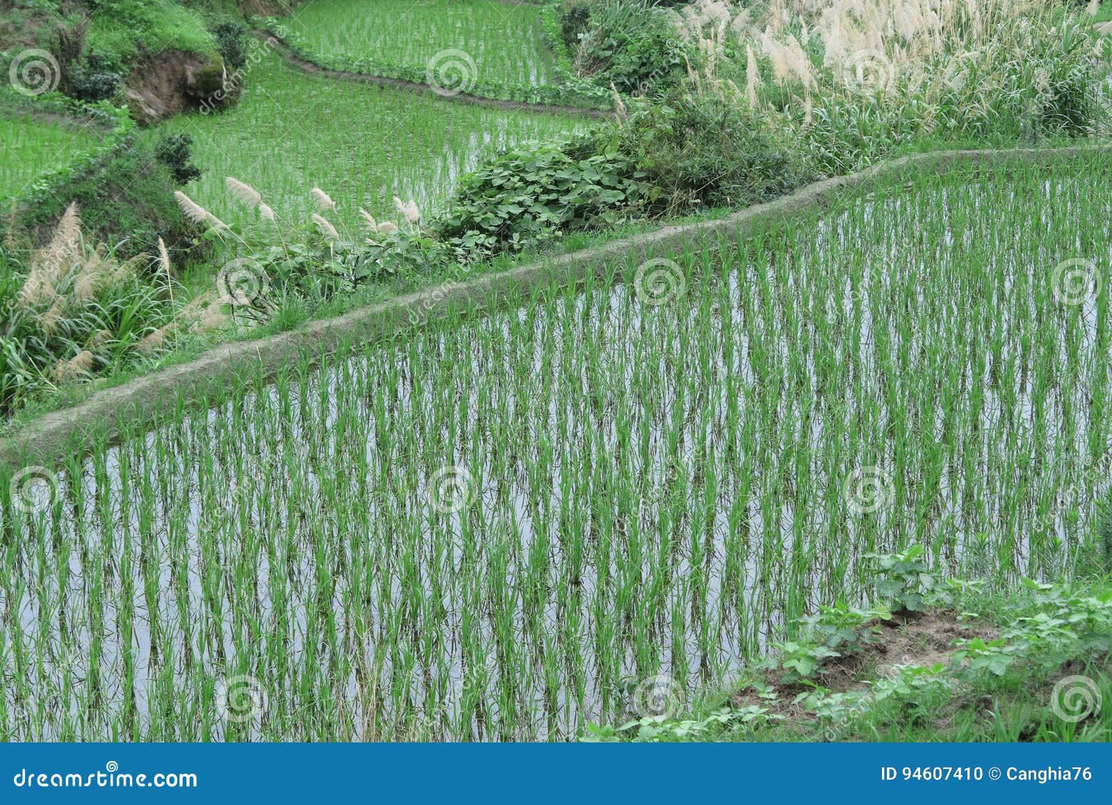 Rice and grain crops stock photo. Image of agriculture - 94607410