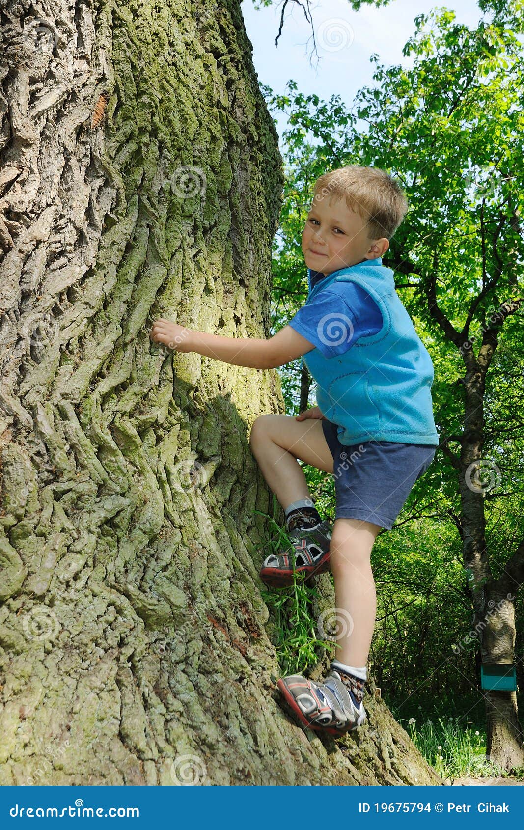 Kind, Das Großen Baum Steigt Stockfoto - Bild von sommer, montierung ...