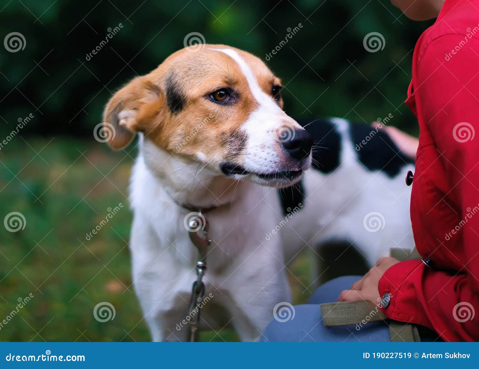 A kind dog stock image. Image of pedigree, grass, affection - 190227519