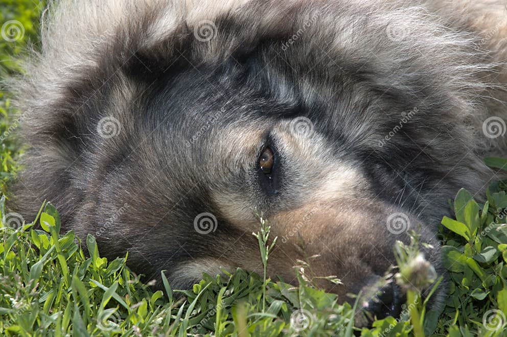 Kind dog on grass stock image. Image of agility, canine - 2867653