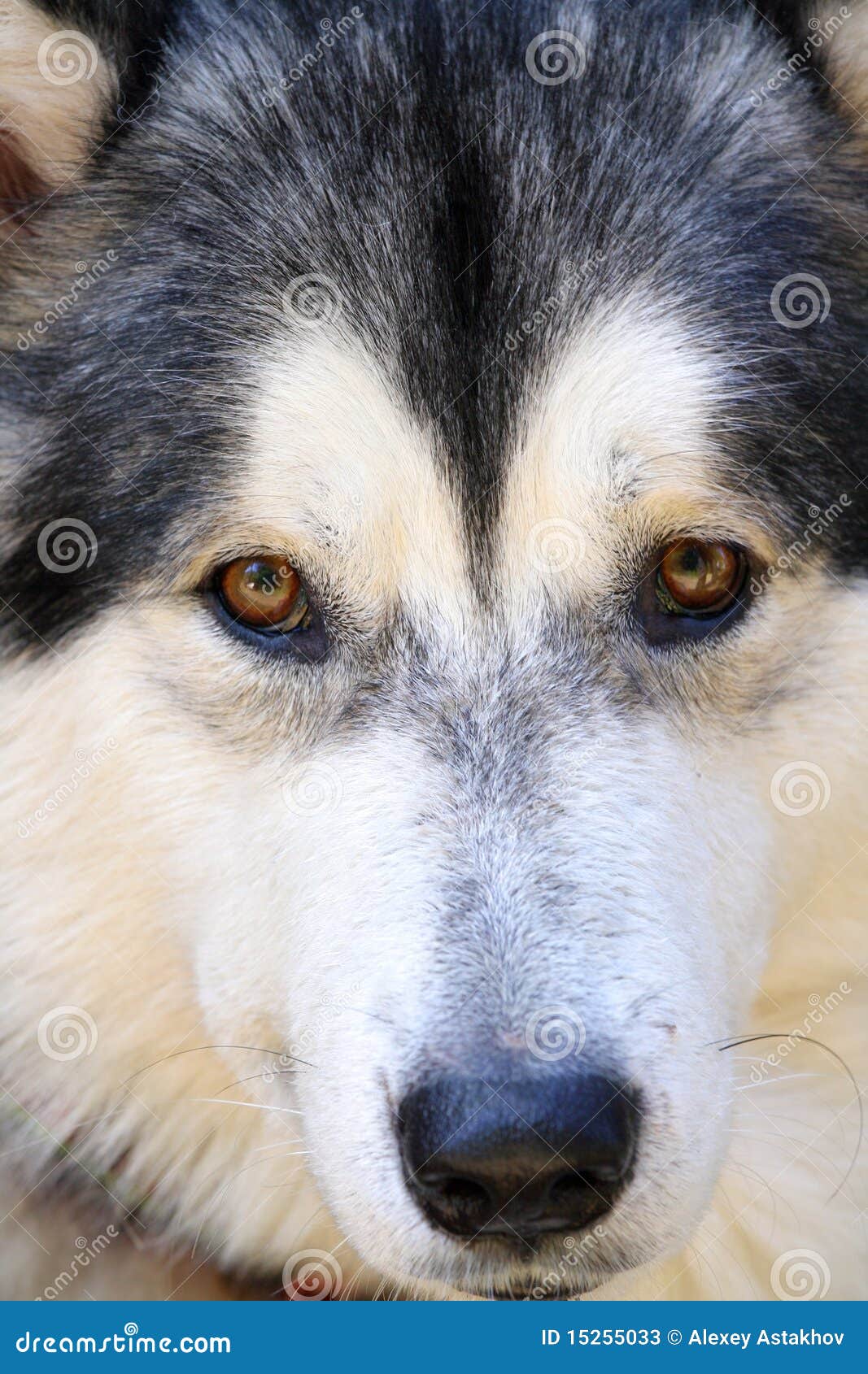 Kind eyes stock image. Image of blue, purebred, male - 15255033