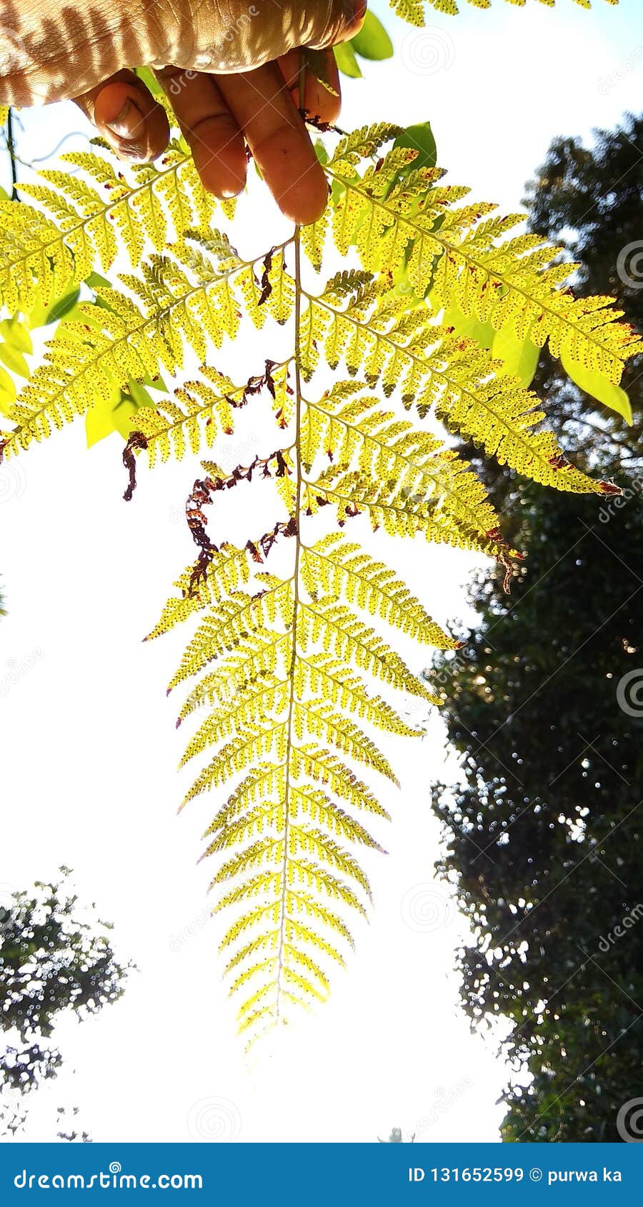 Good morning stock image. Image of good, hand, kind - 131652599