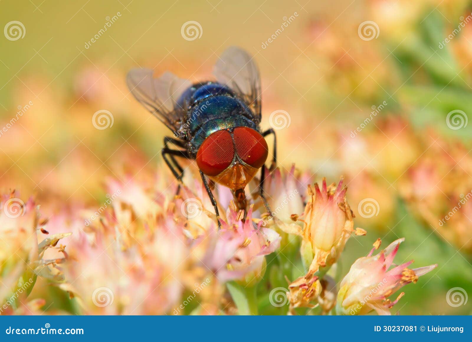 Fly stock image. Image of ecological, pests, insects - 30237081