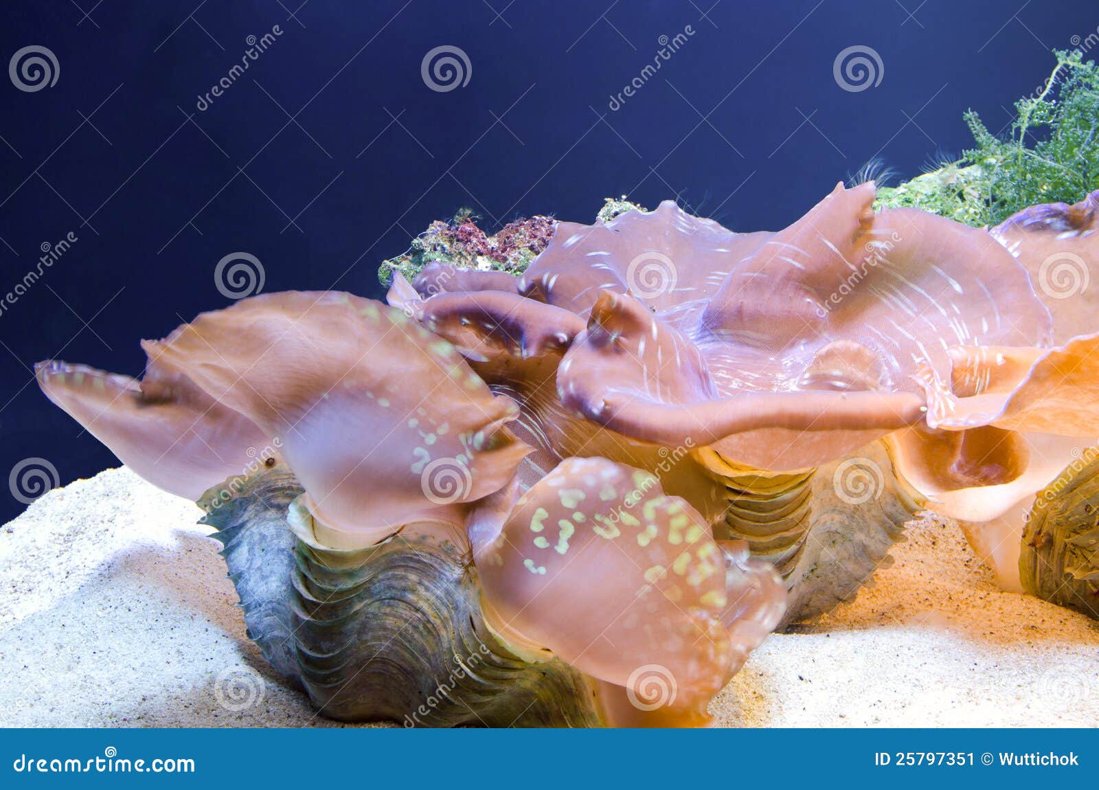 Kind of Large Shellfish of Marine Life Stock Image - Image of color ...