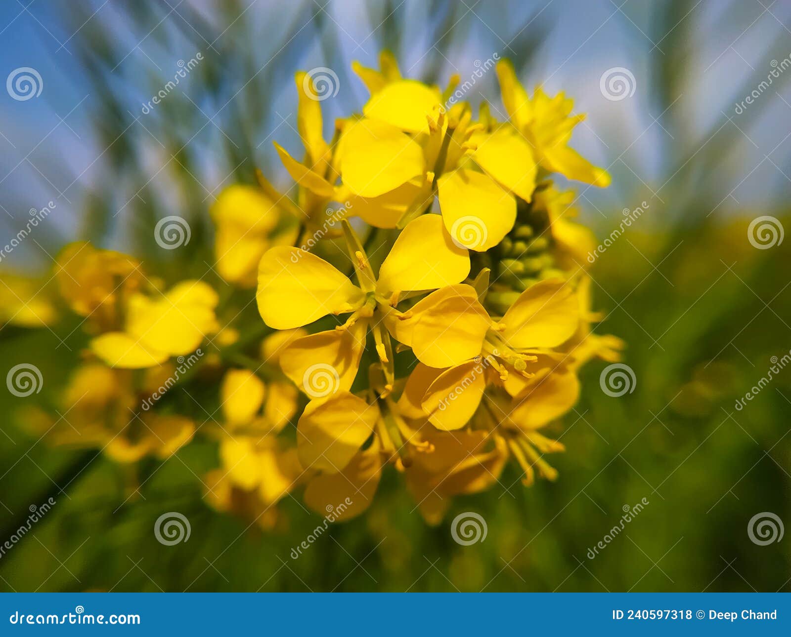 A kind of Mustard flowers stock photo. Image of cloudscape - 240597318