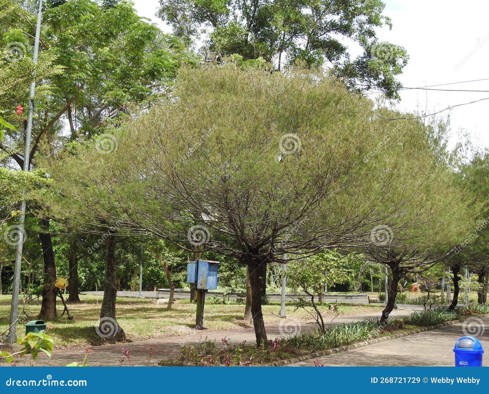 Umbrella pine tree stock image. Image of leaf, umbrella - 268721729