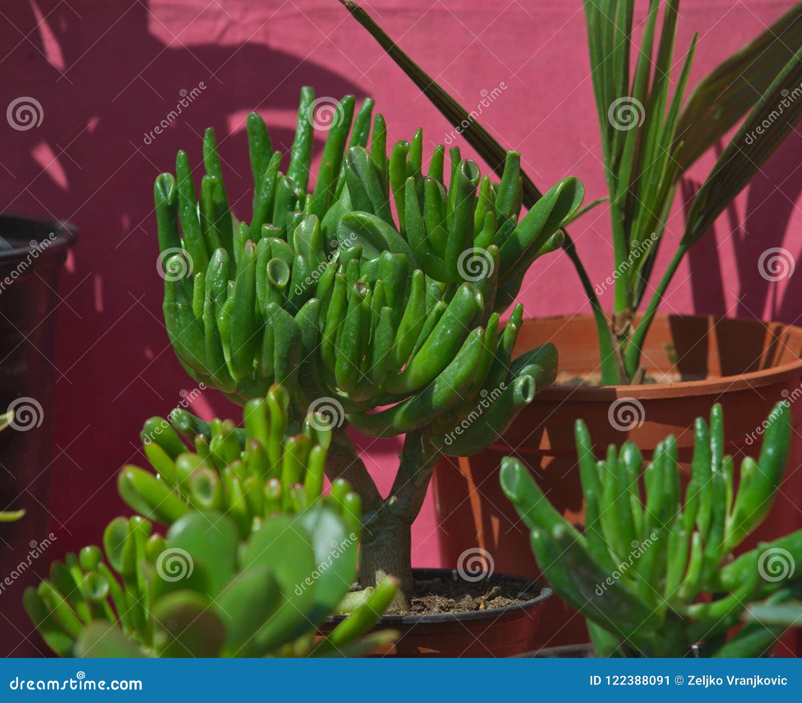 Kind of Small Cacti without Thorns in Pots Stock Image - Image of ...