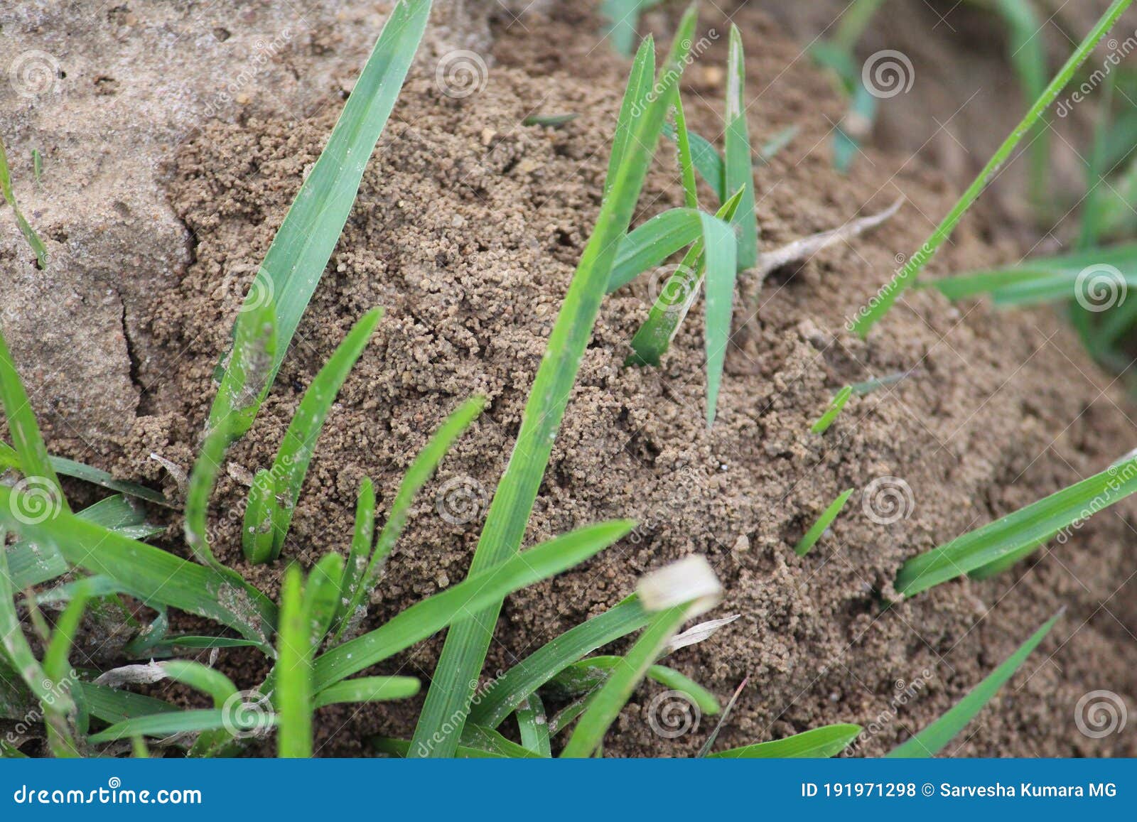 A Kind of Soil Produced and Processed by Some Insects. it Digs Off the ...