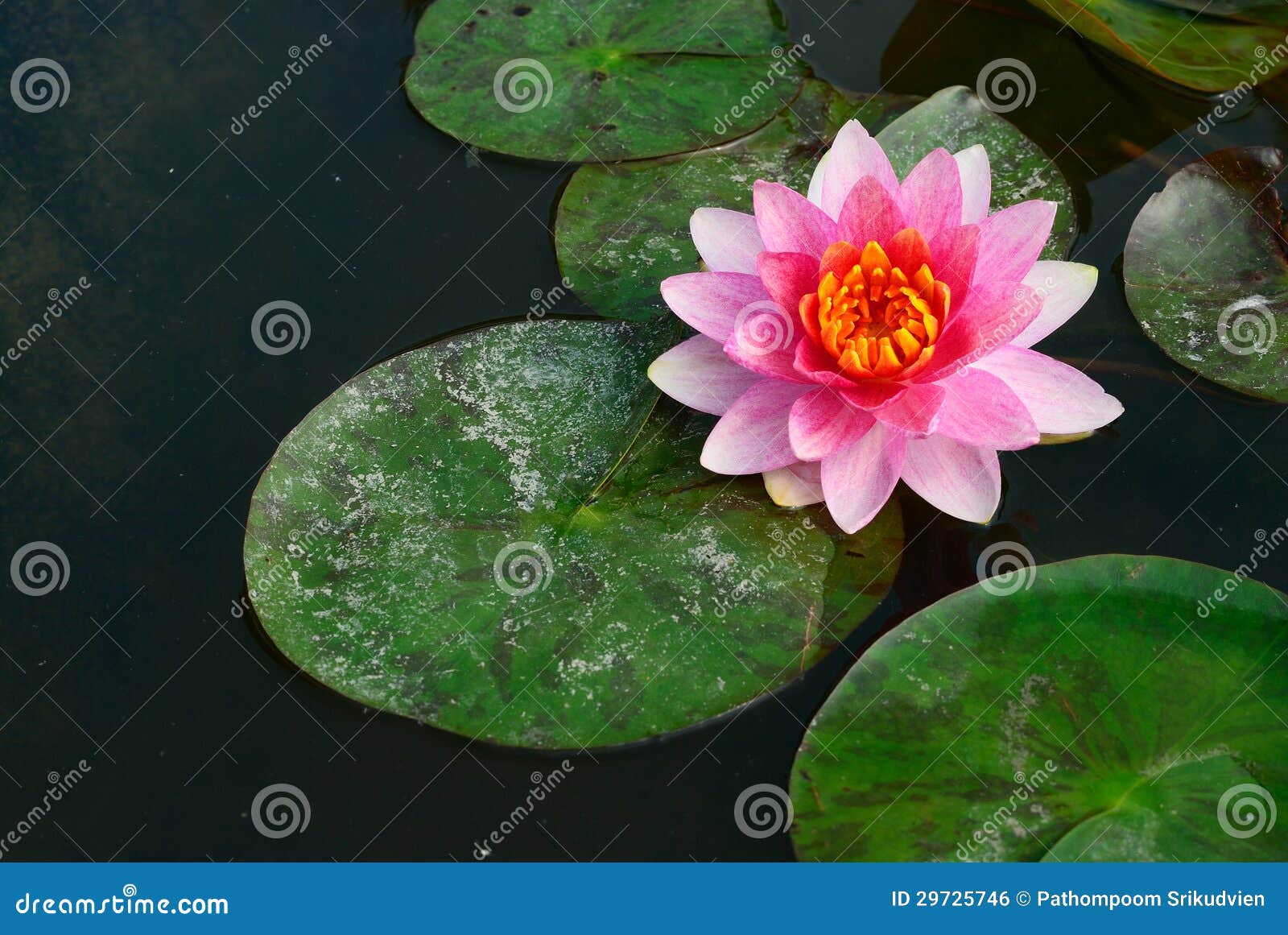Thai Lotus In Pond Royalty-Free Stock Photography | CartoonDealer.com ...