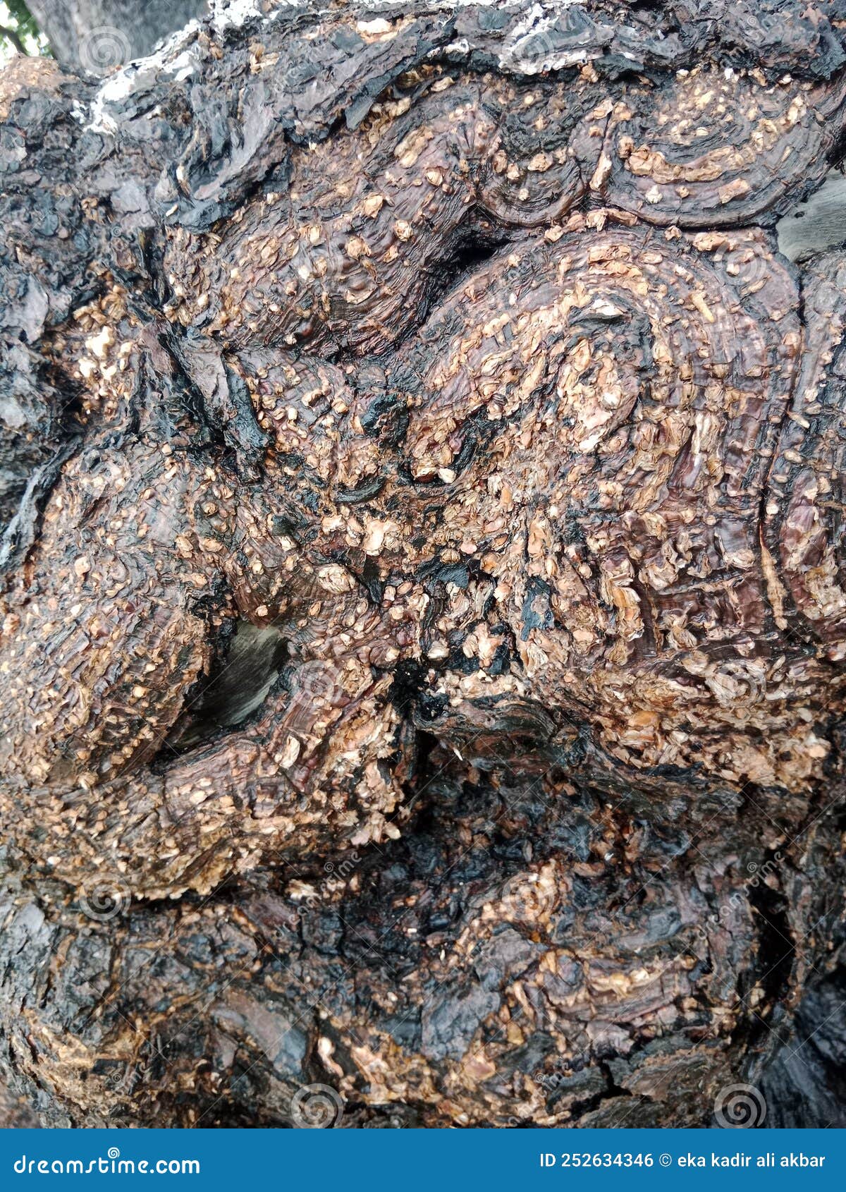 A Kind of Tree Bark on the Beach. Stock Photo - Image of kind, trunk ...