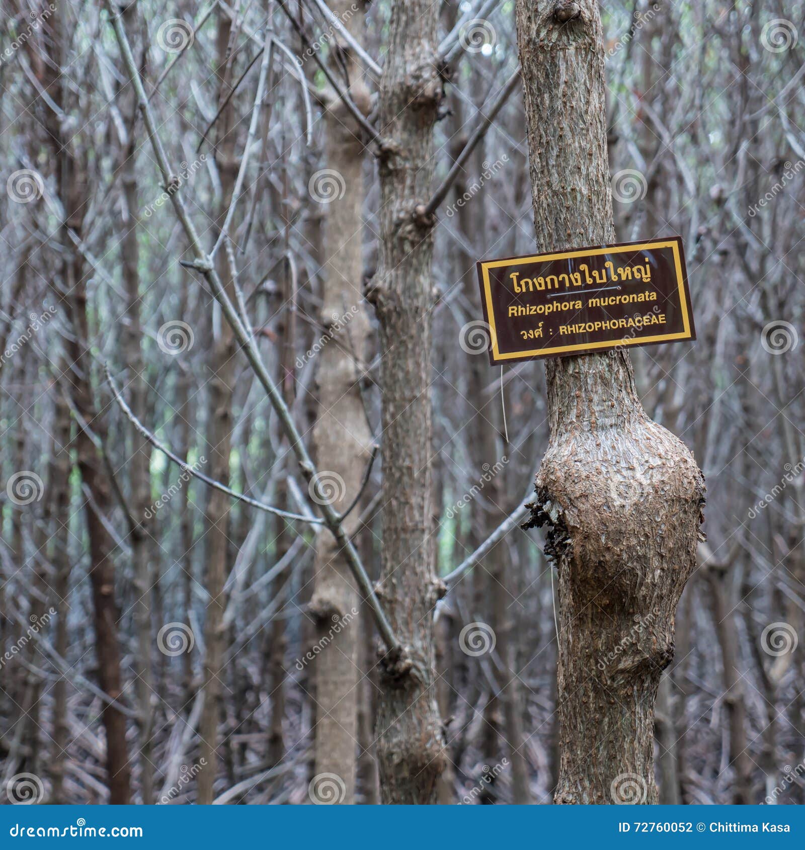 Kind of tree name on board stock photo. Image of ground - 72760052