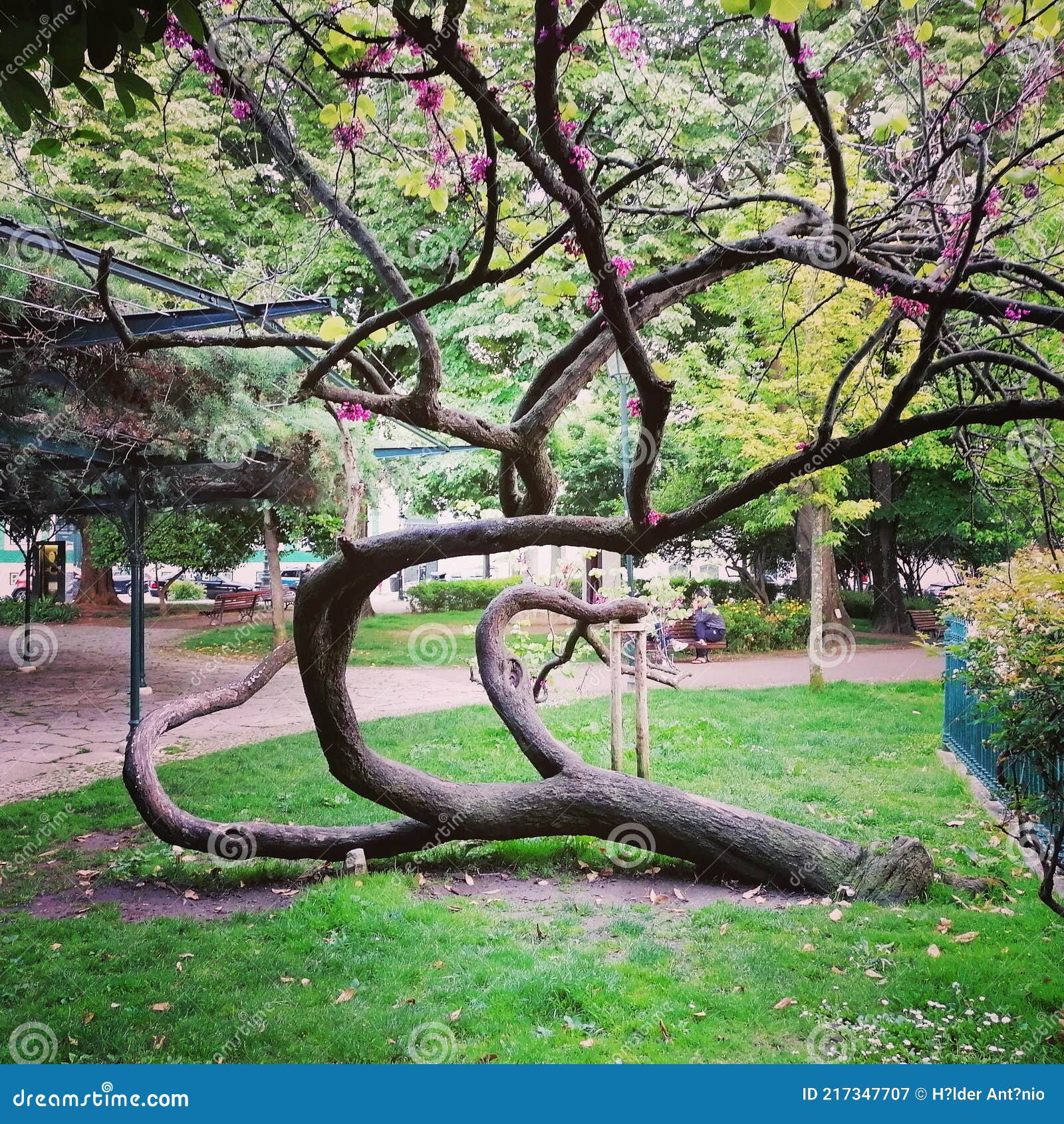 A kind of a tree stock image. Image of backyard, branch - 217347707