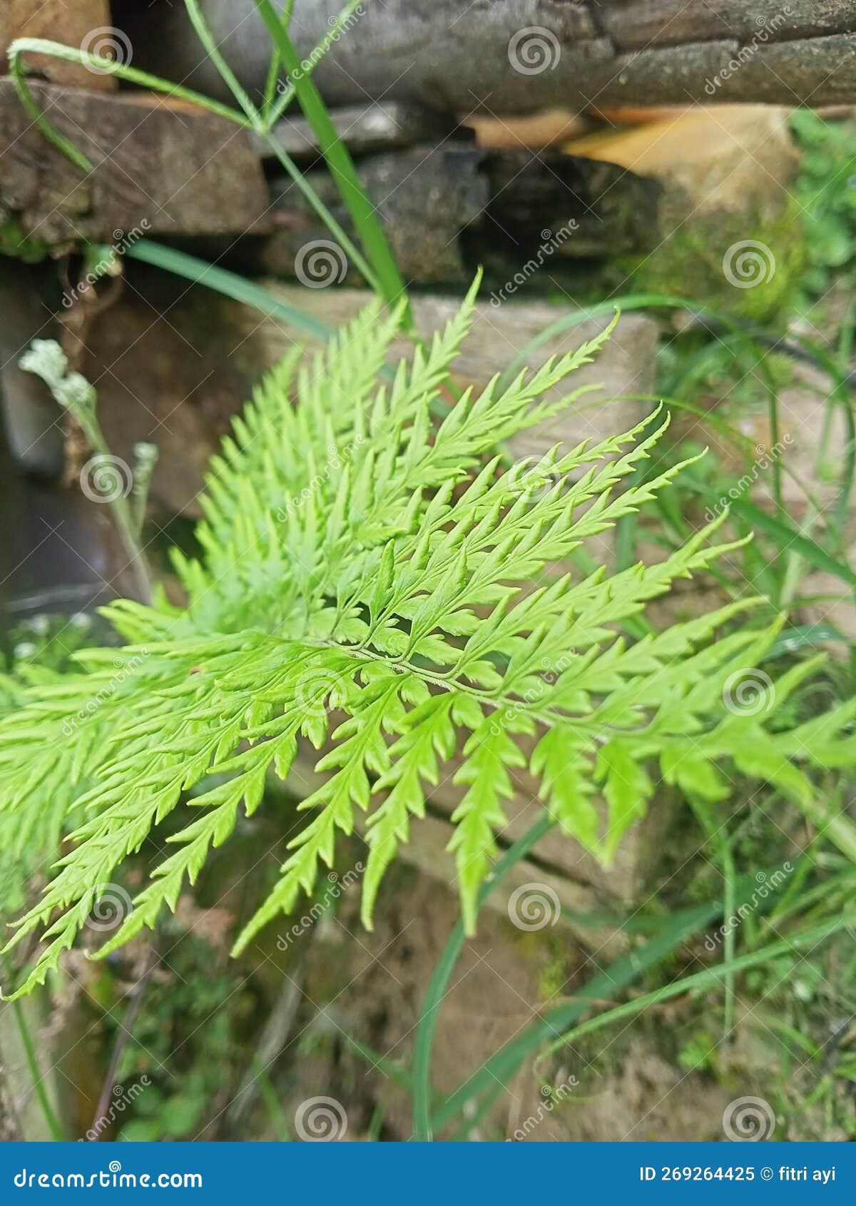 A Kind of Wild Fern with Green Leaves and Sharp Ends Stock Image ...