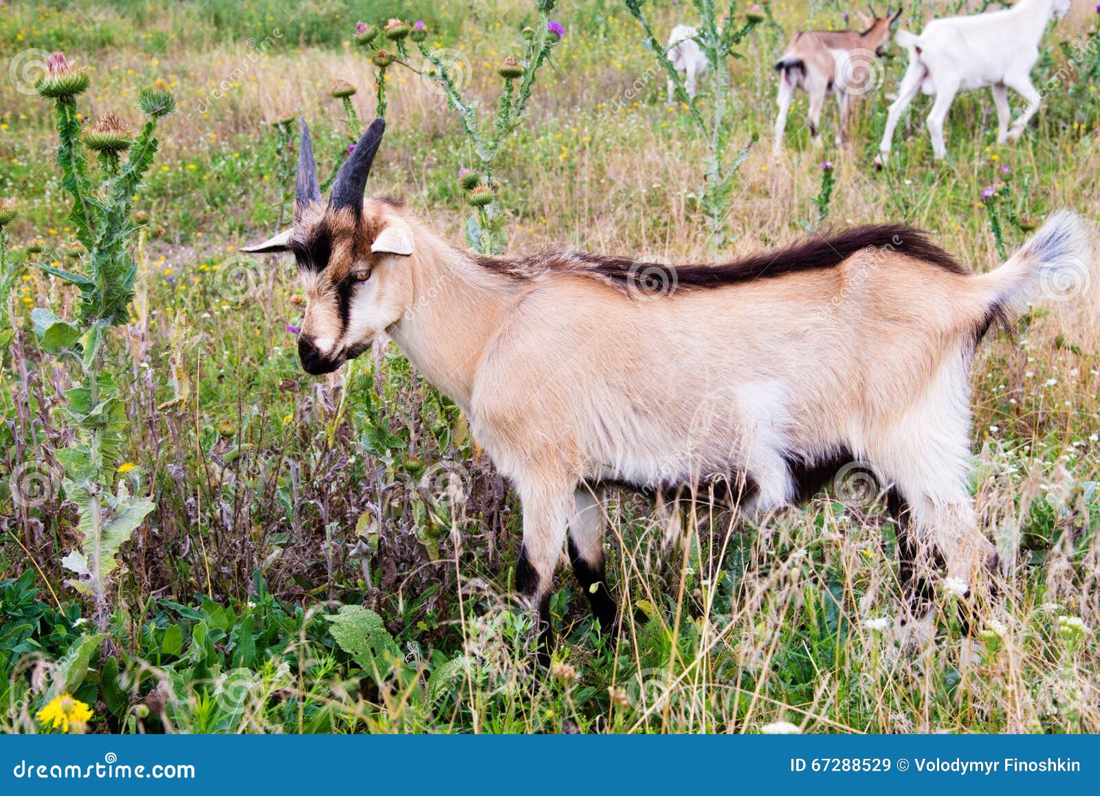 A Goat Stands On Its Back Legs Royalty-Free Stock Image | CartoonDealer ...