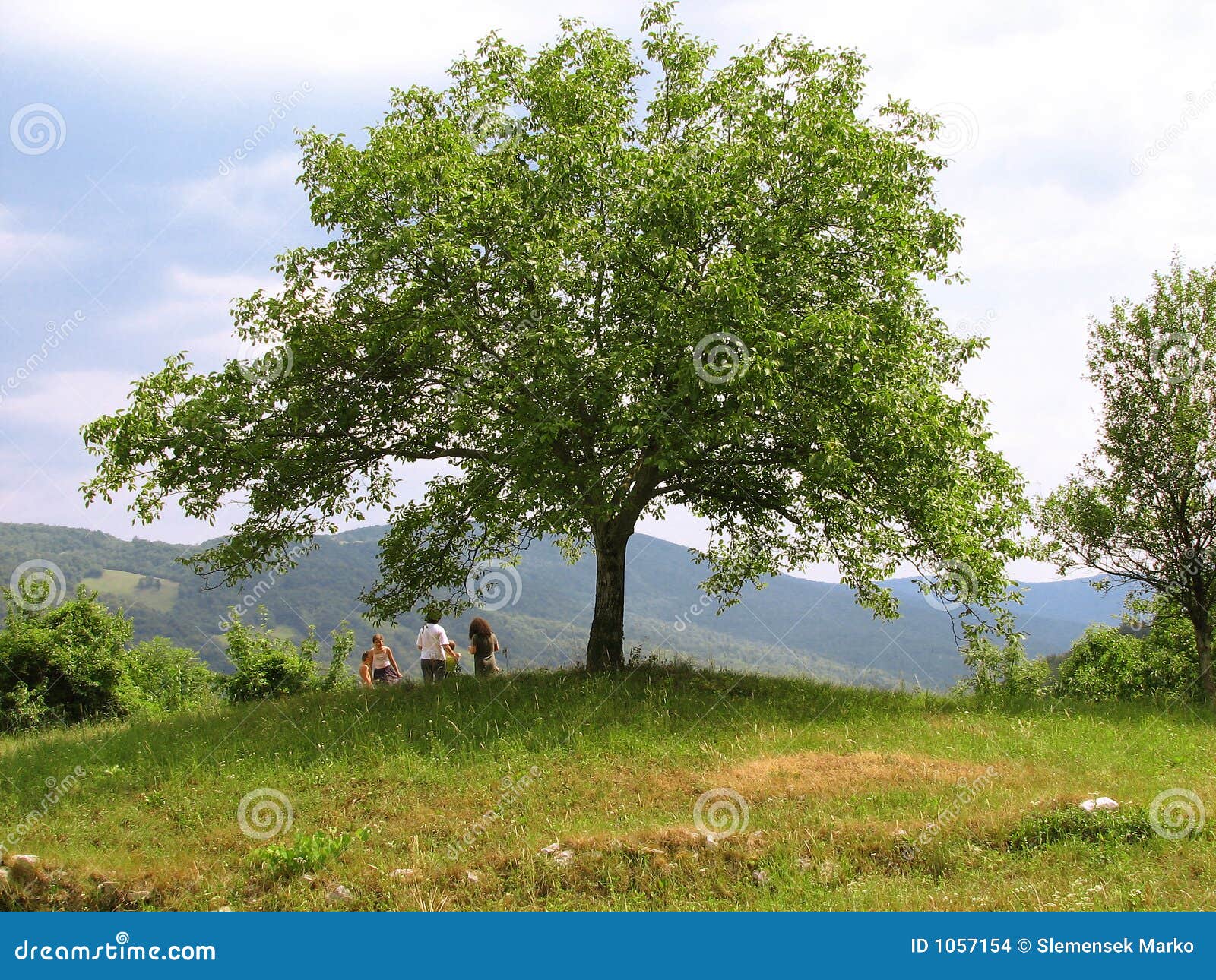Kinder unter Baum stockfoto. Bild von himmel, leute, mächtig - 1057154