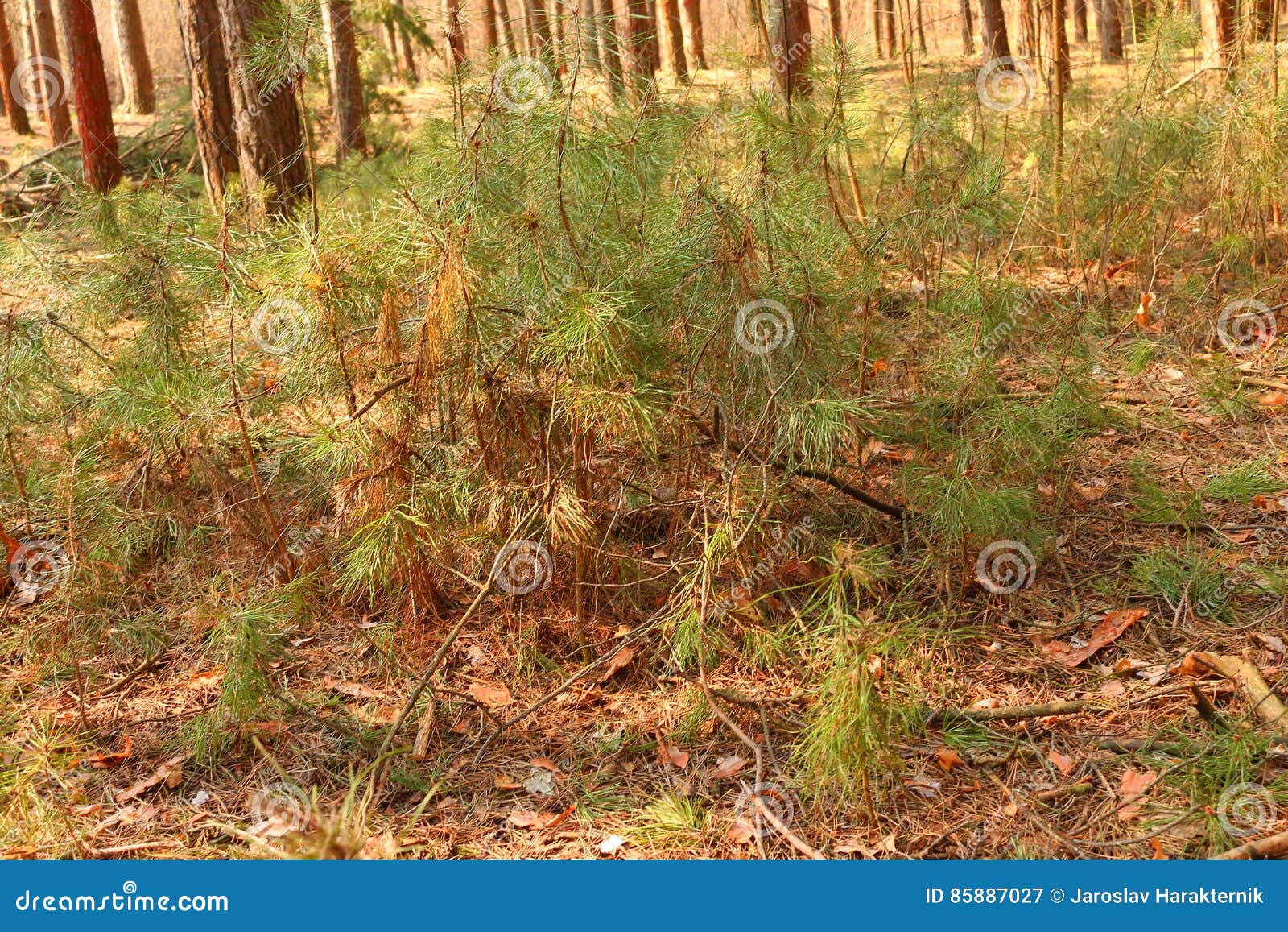 Kindergarten in the Forest. Children Pines Stock Image - Image of pine ...
