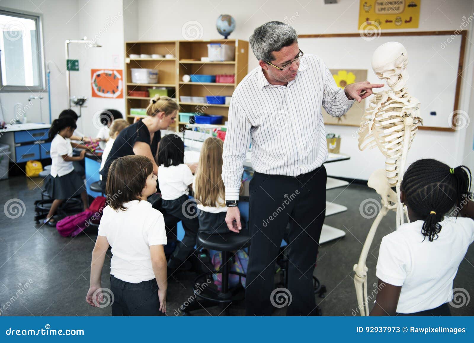 Kindergarten Students Learning Study Skeleton Structure Stock Image ...