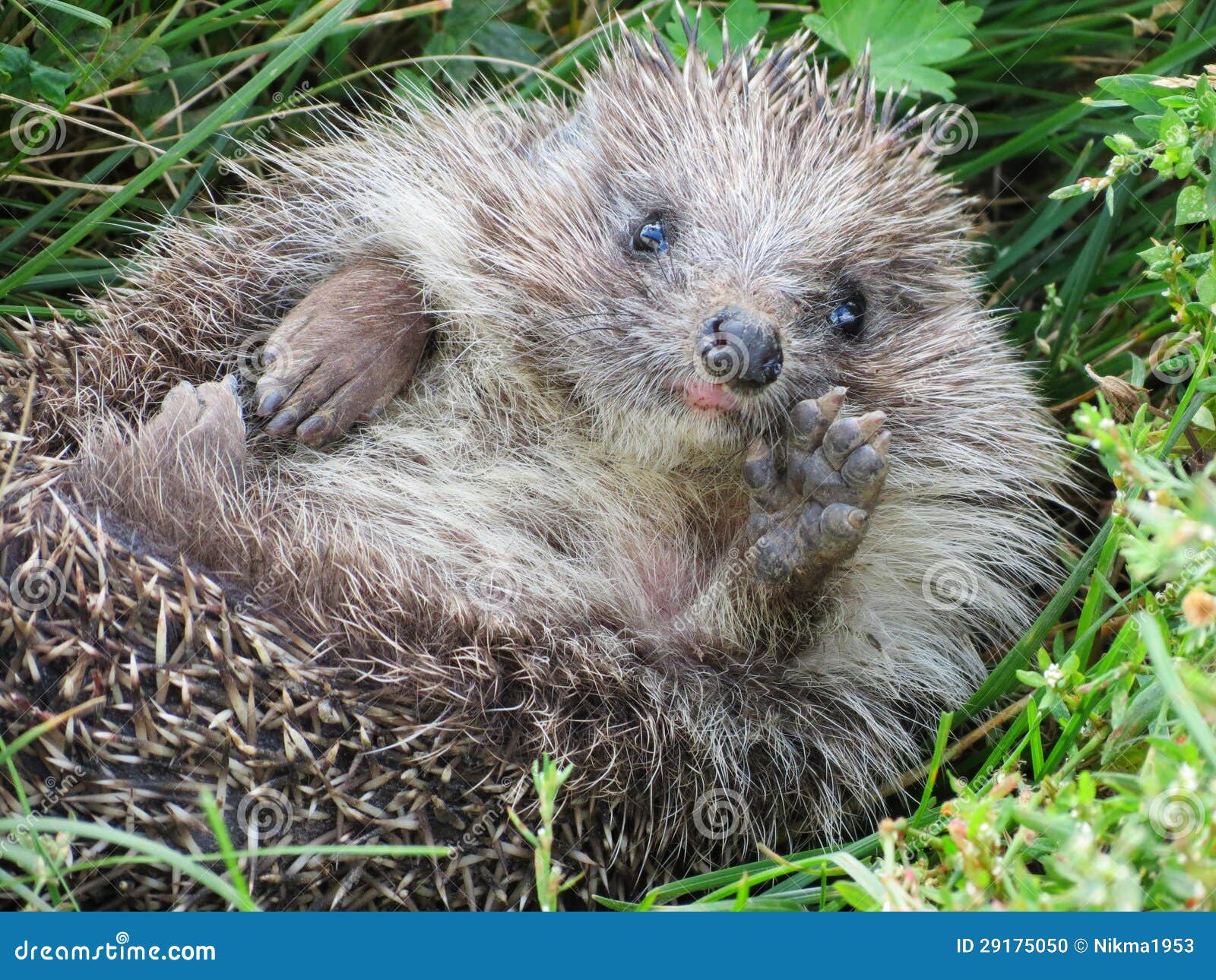 Kinderjaren van een egel stock foto. Image of wild, zomer - 29175050