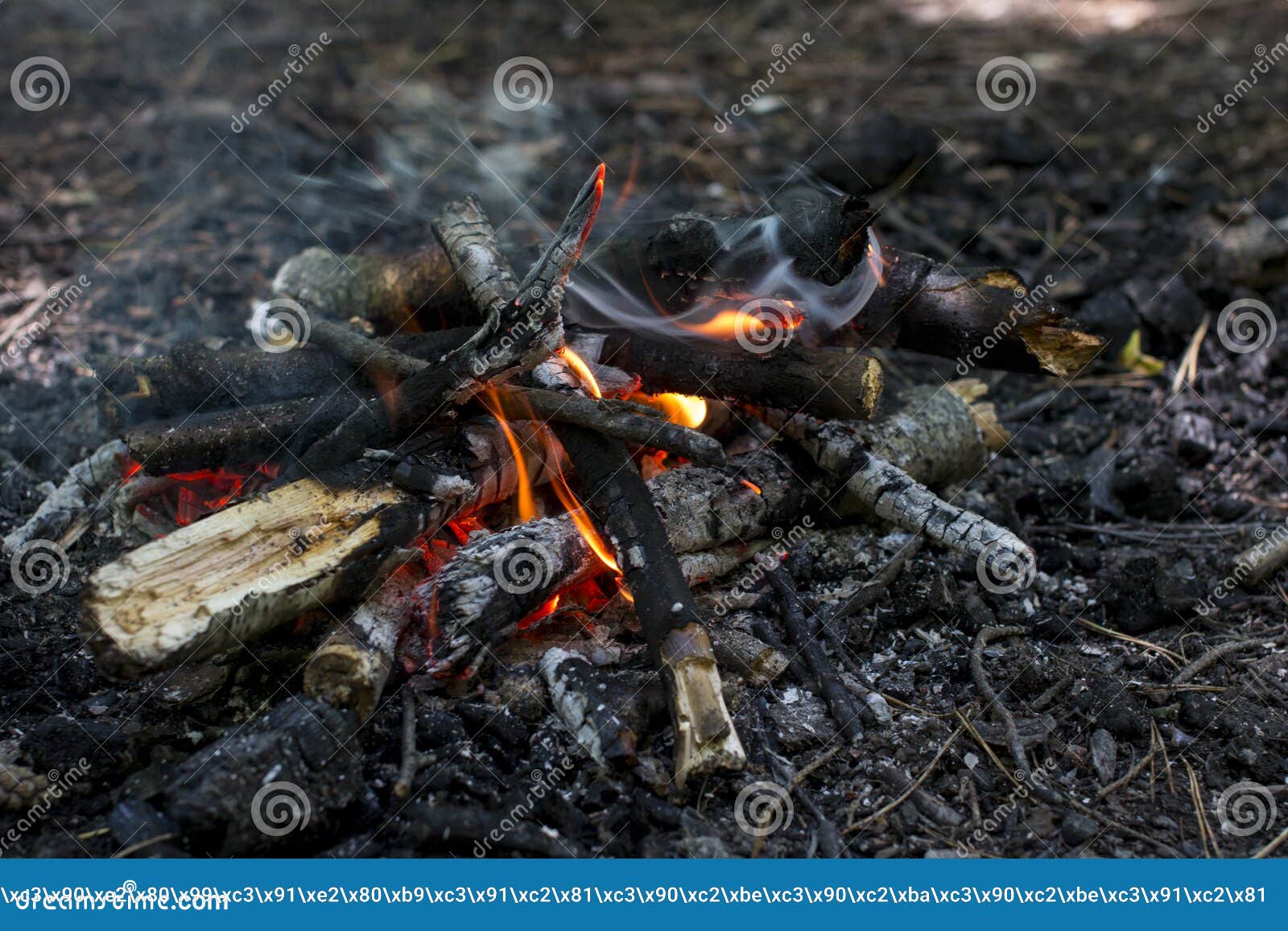 Kindled Fire in the Forest. Stock Photo - Image of devastation, kindled ...