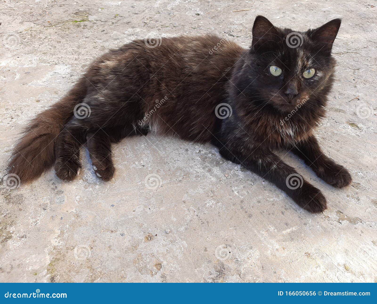 Kindness cat stock photo. Image of qute, kindness, animal - 166050656