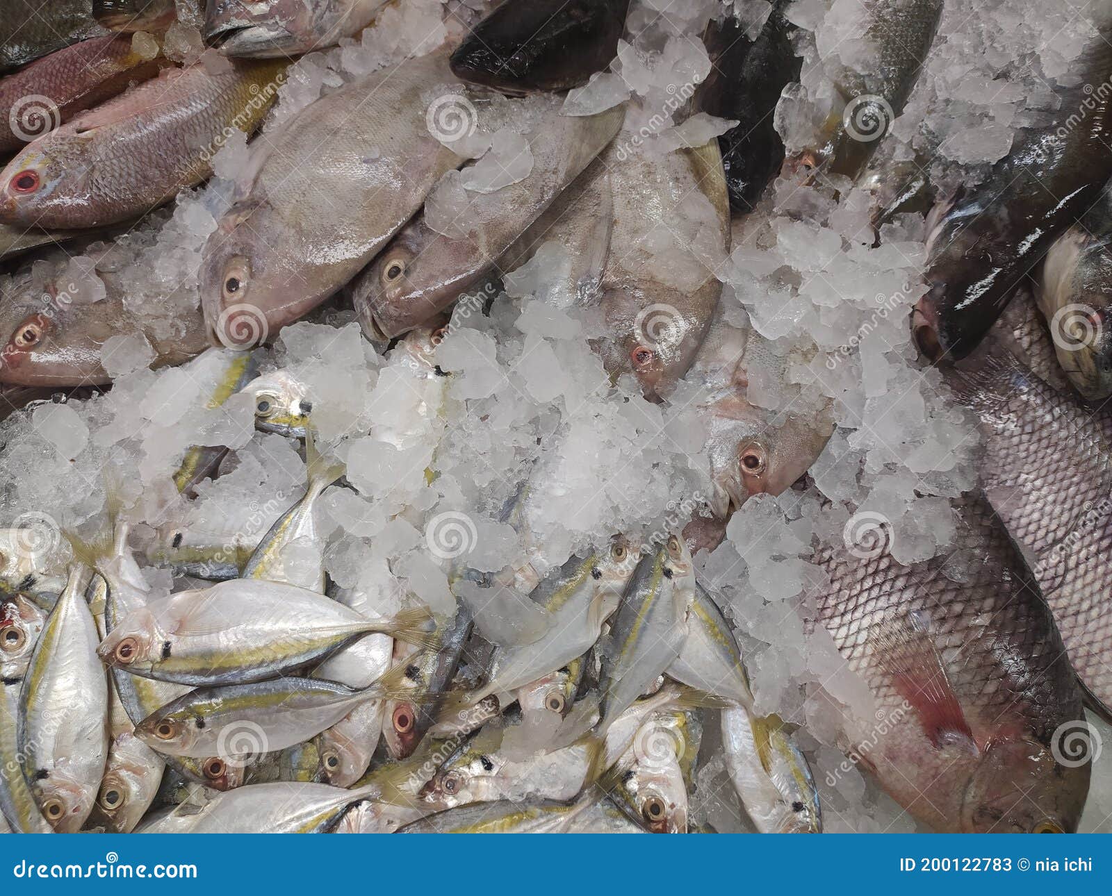 Kinds of Fish in the Cooler Stock Image - Image of kinds, fish: 200122783