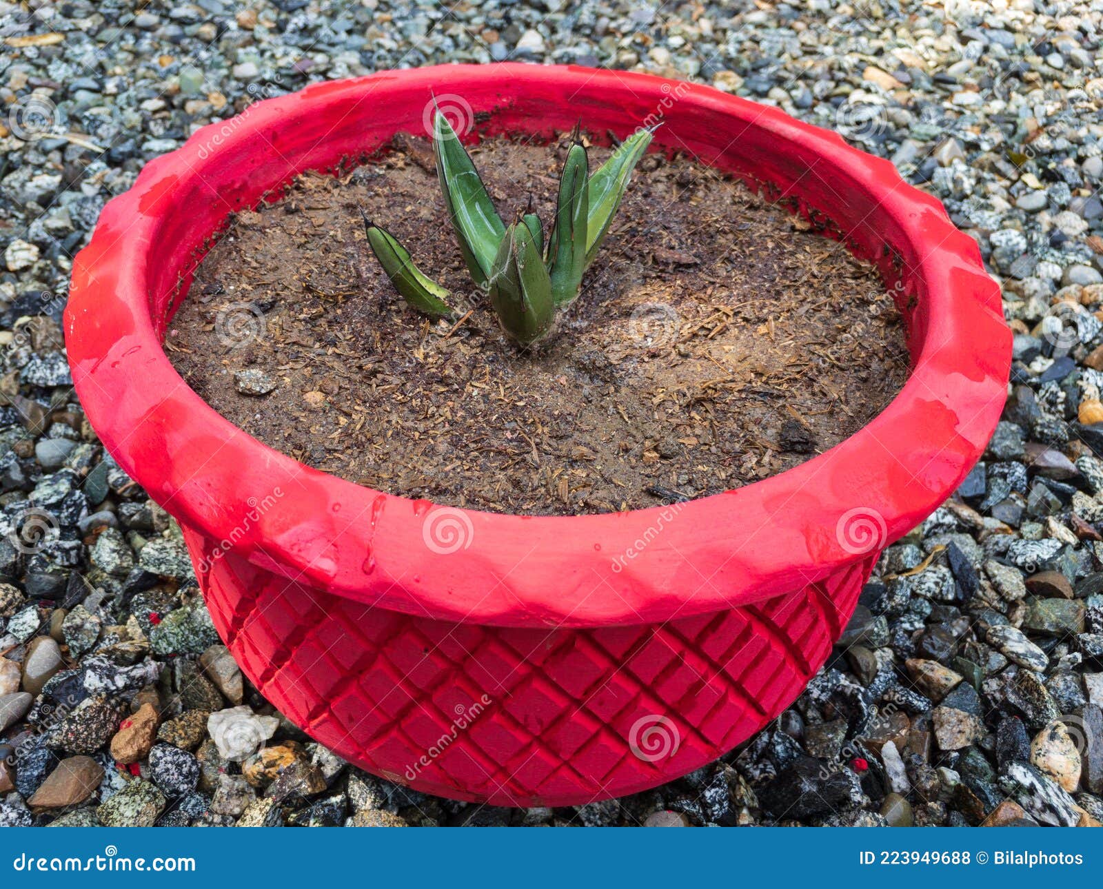 King Agave Small Tiny Plant Closeup View Stock Photo - Image of organic ...