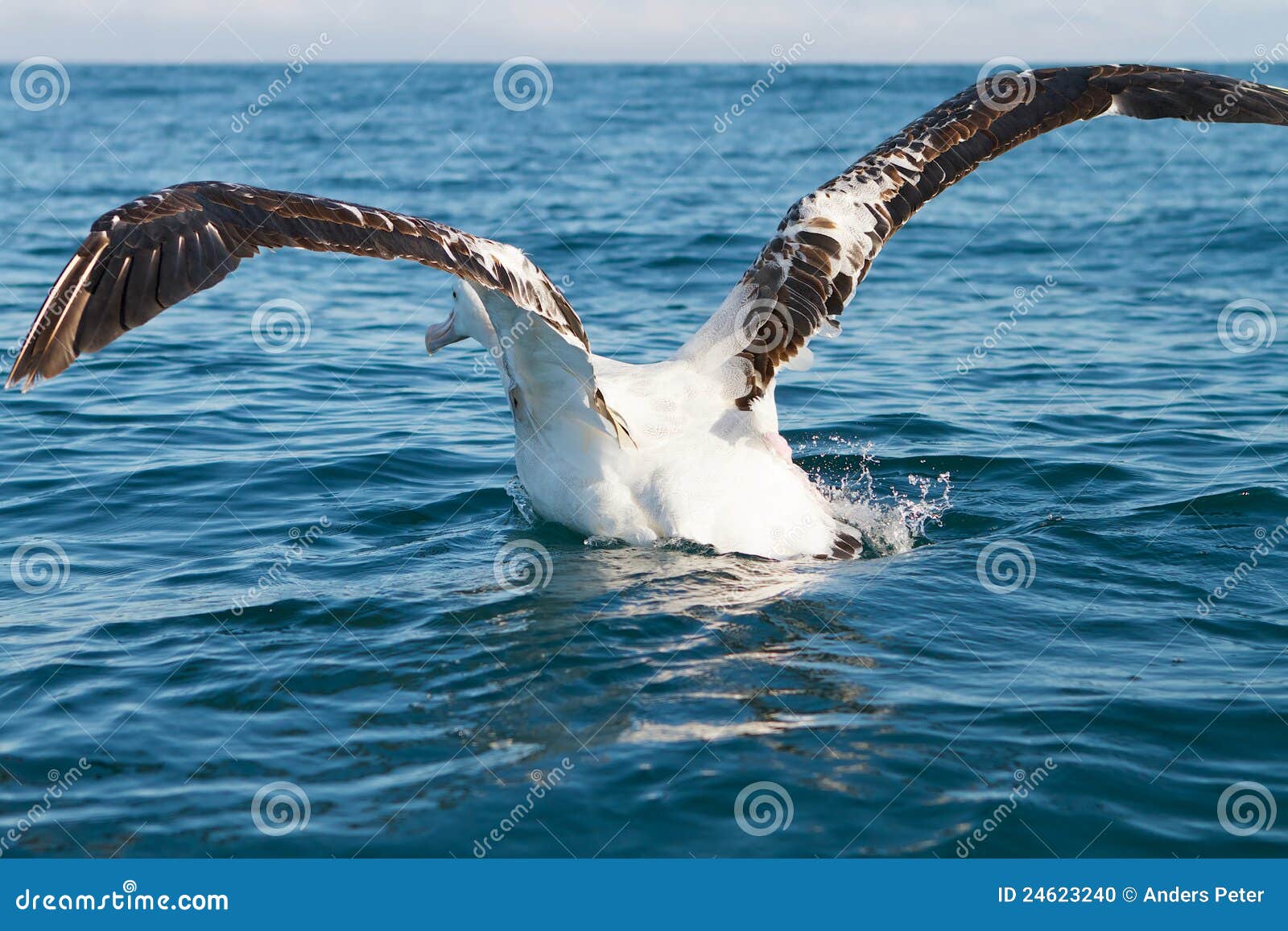 King Albatross taking off stock photo. Image of landscape - 24623240