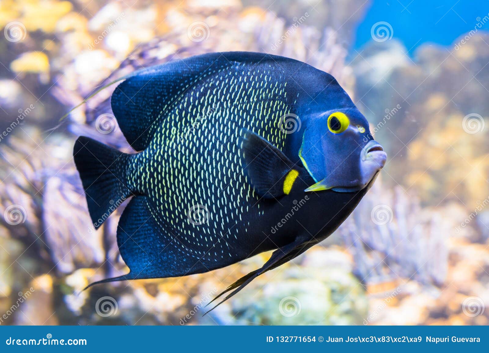 King Angelfish Holacanthus Passer Stock Photo - Image of natural ...