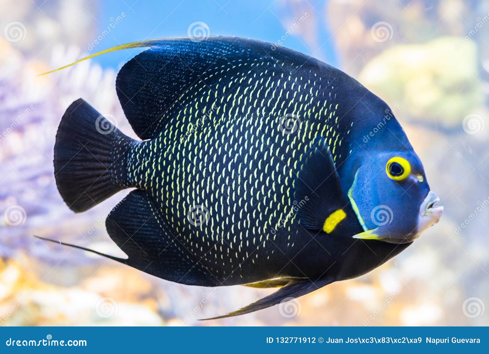 King Angelfish Holacanthus Passer Stock Photo - Image of fish, holiday ...