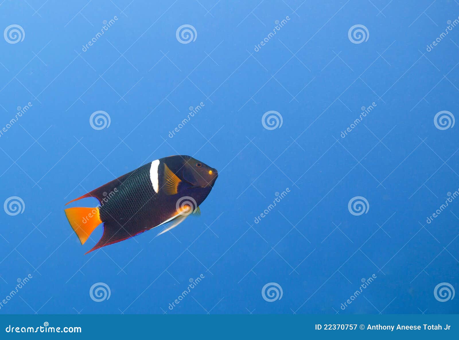 King Angelfish (Holocanthus Passer) Stock Image - Image of single ...