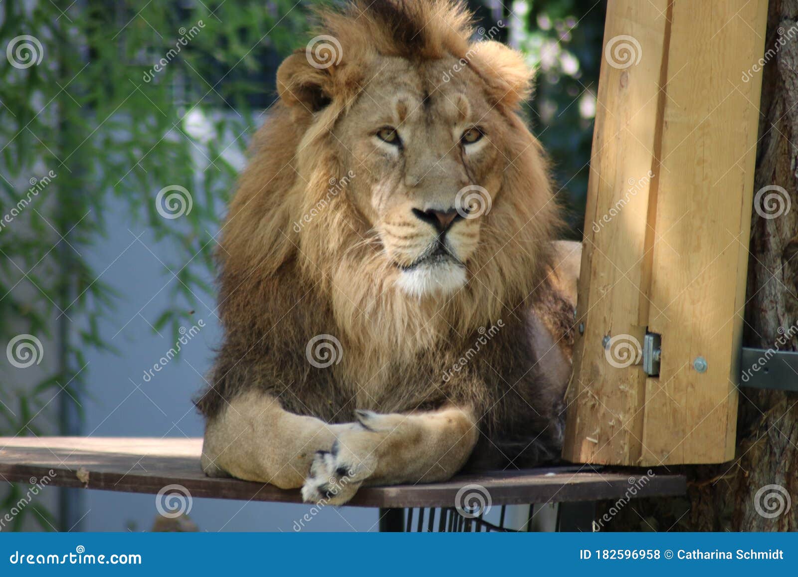 King of animals the lion stock photo. Image of king - 182596958