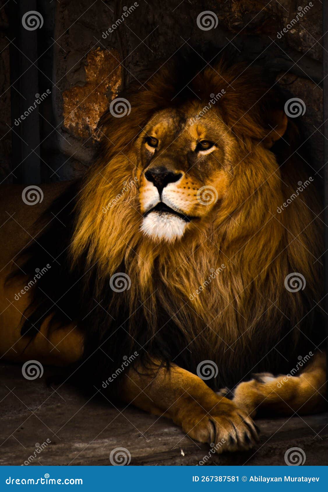 The king of animals stock image. Image of animals, mammal - 267387581