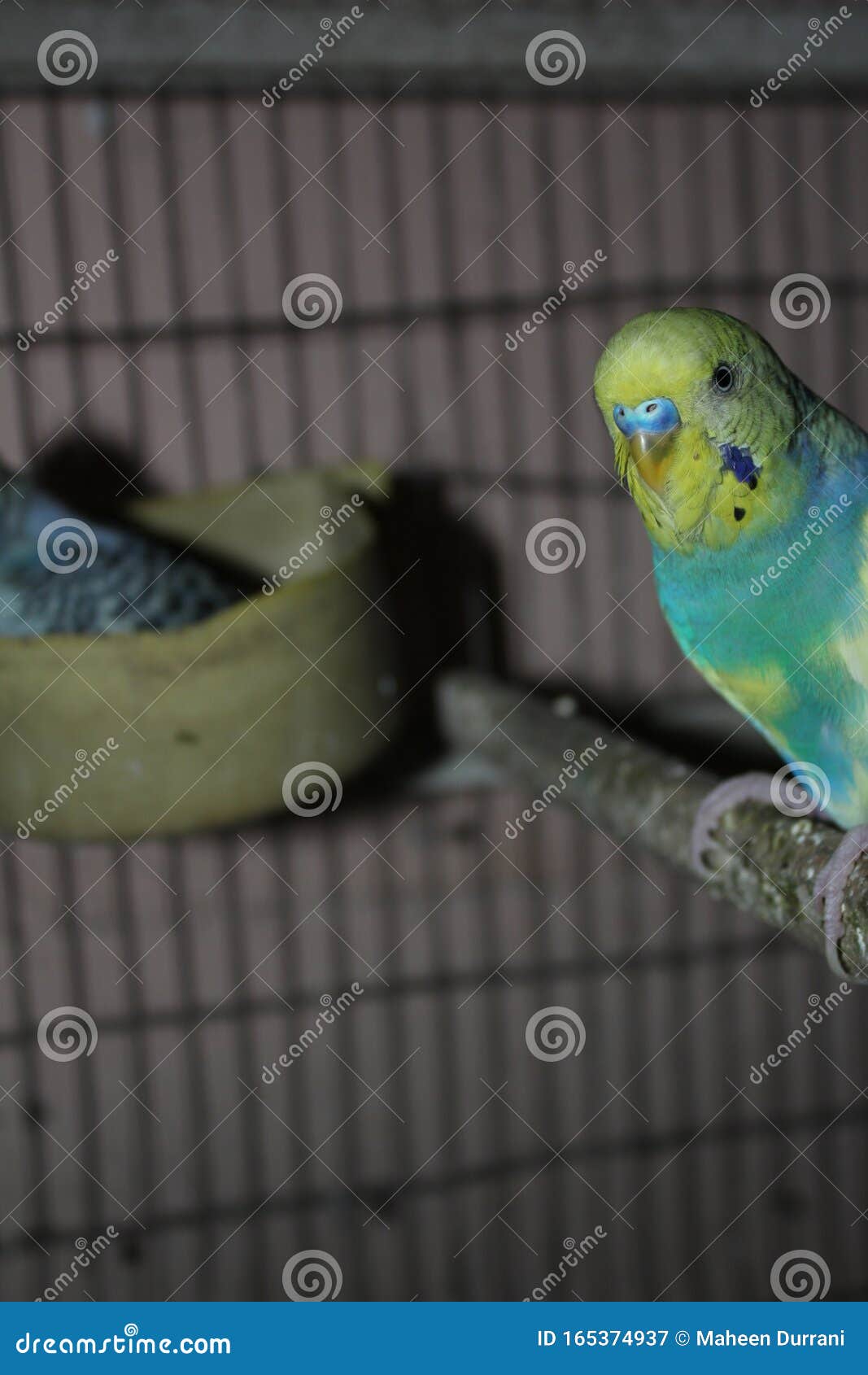 King bajri bird stock image. Image of light, blue, bird - 165374937