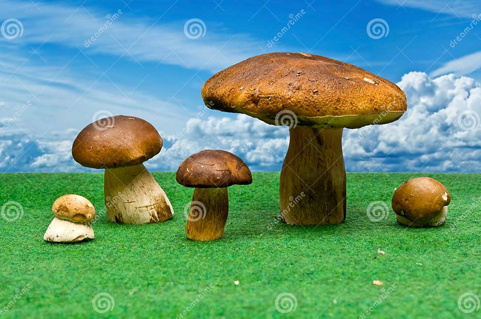 King bolete stock photo. Image of wild, nature, boletuses - 11601802