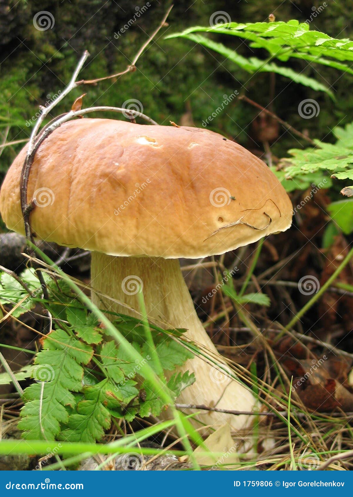 King Bolete, Boletus Edulis Royalty-Free Stock Photography ...