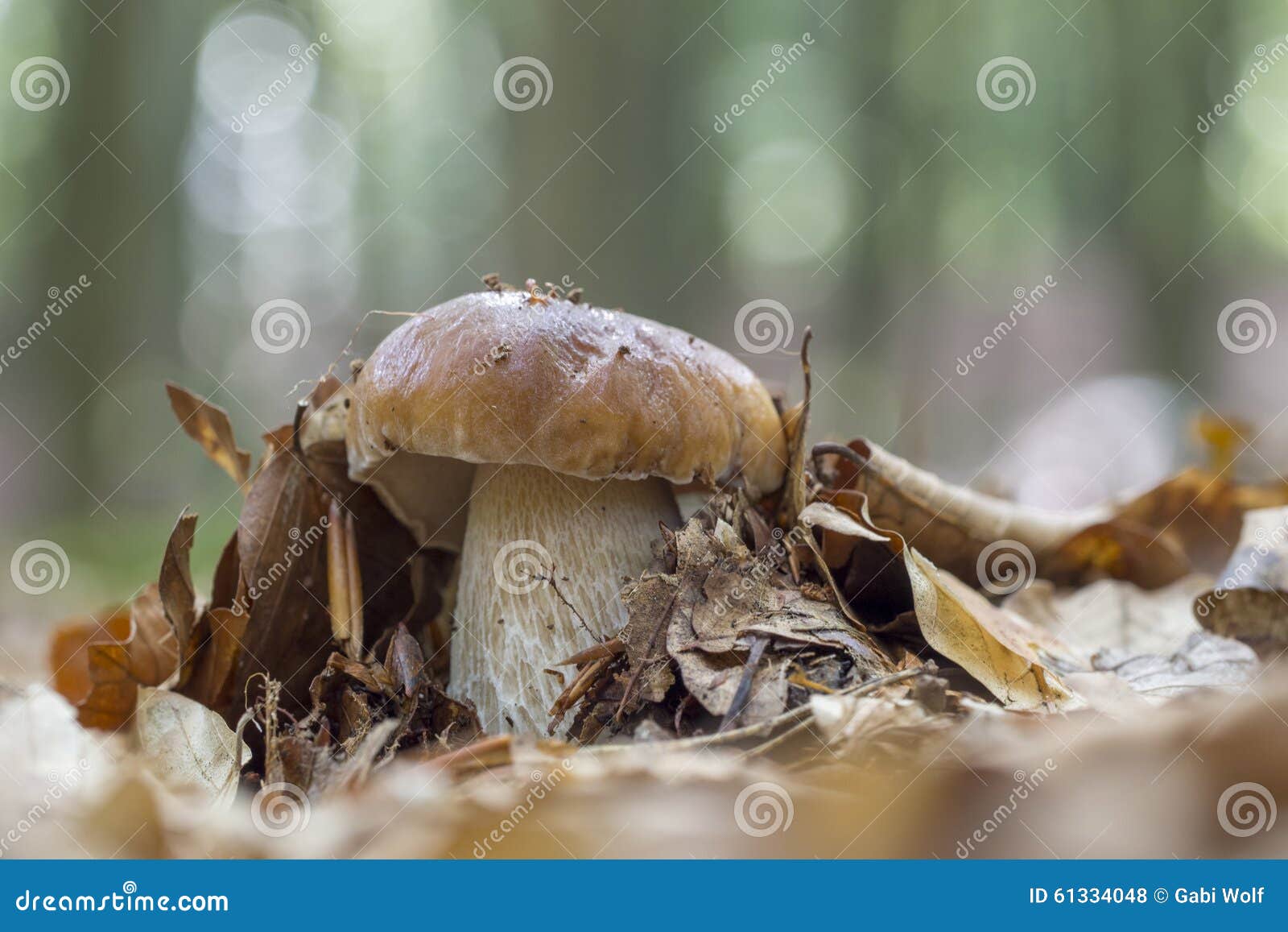 King Bolete, Boletus Edulis Stock Photo - Image of boletus, macro: 61334048
