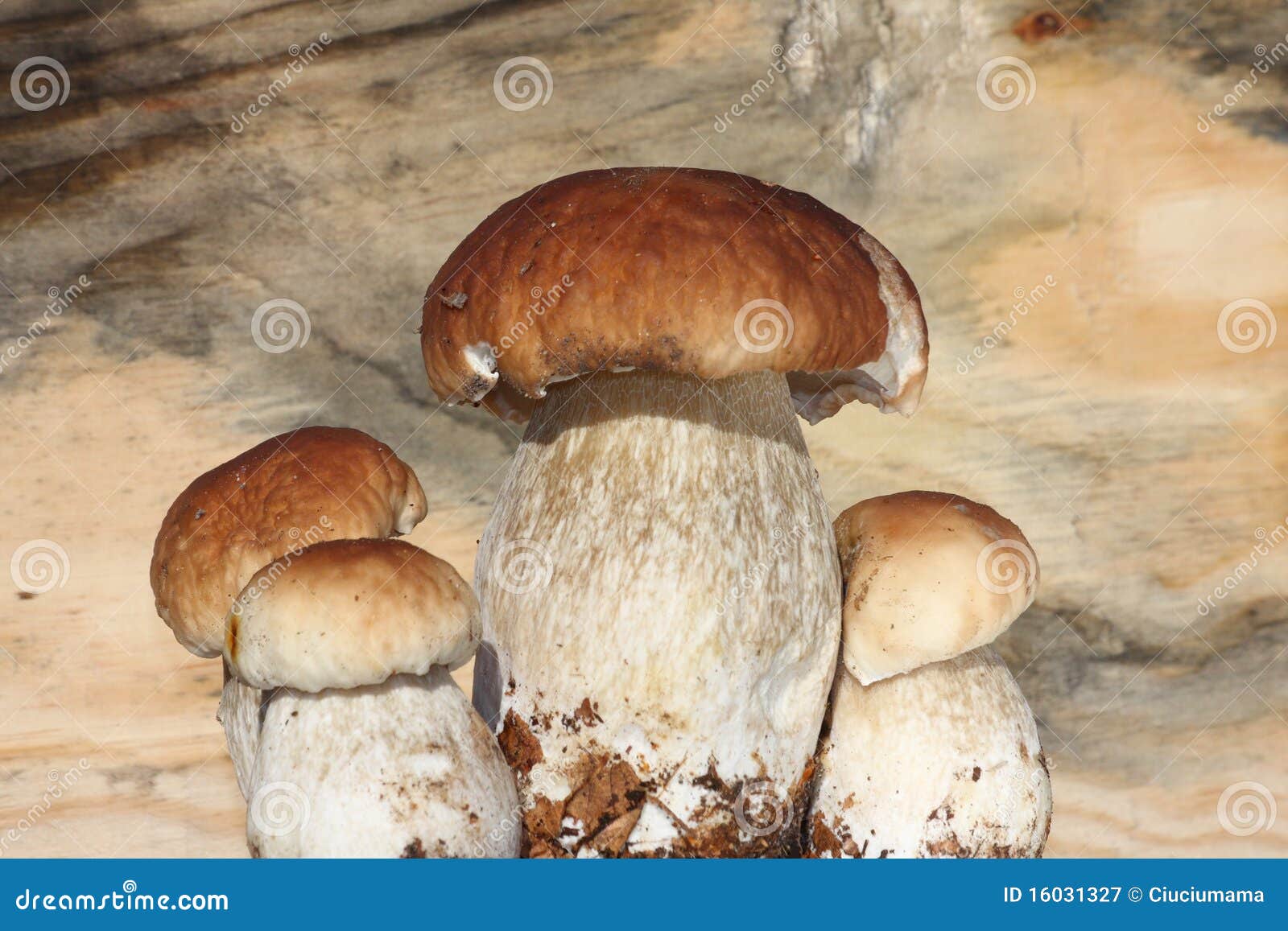 King bolete family stock image. Image of mycologist, mycology - 16031327