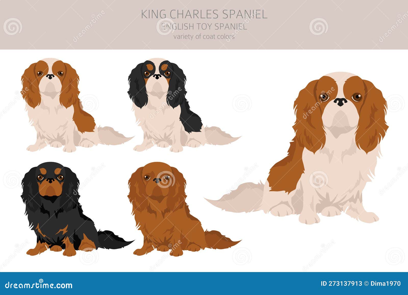 King Chares Spaniel Clipart. Different Poses, Coat Colors Set Stock ...