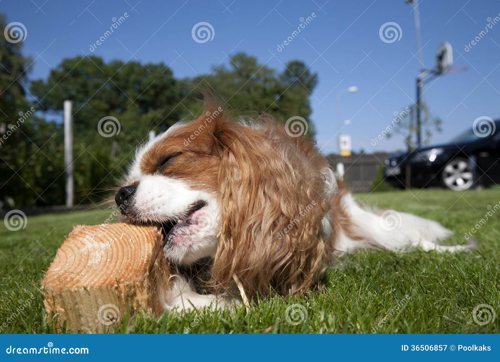 King Charles Cavalier Spaniel Chewing the Wood Cube Stock Image - Image ...