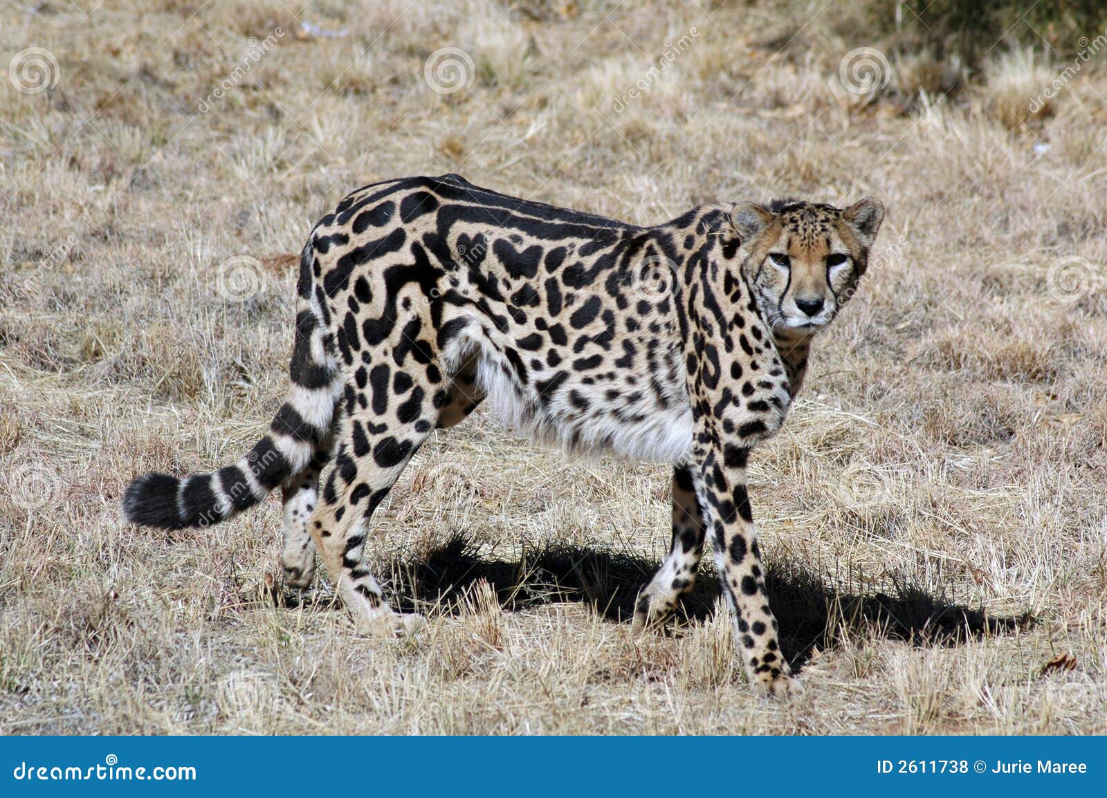 King Cheetah. Royalty-Free Stock Image | CartoonDealer.com #2611738