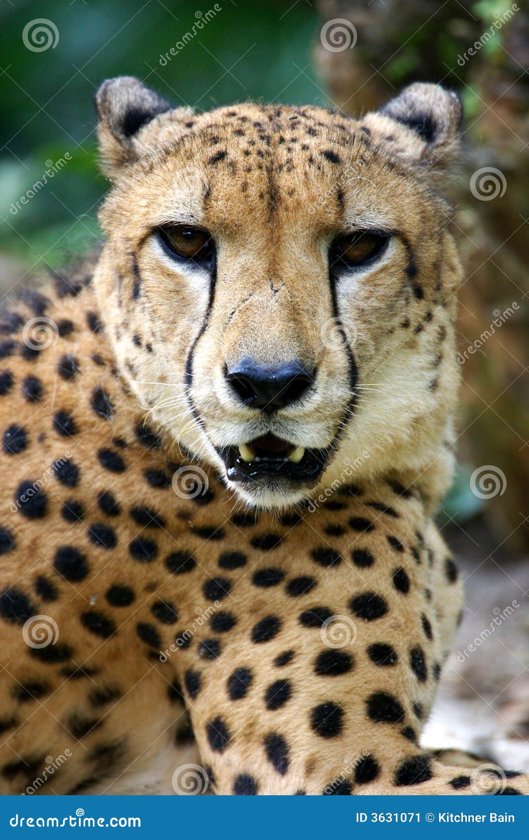 King Cheetah Face