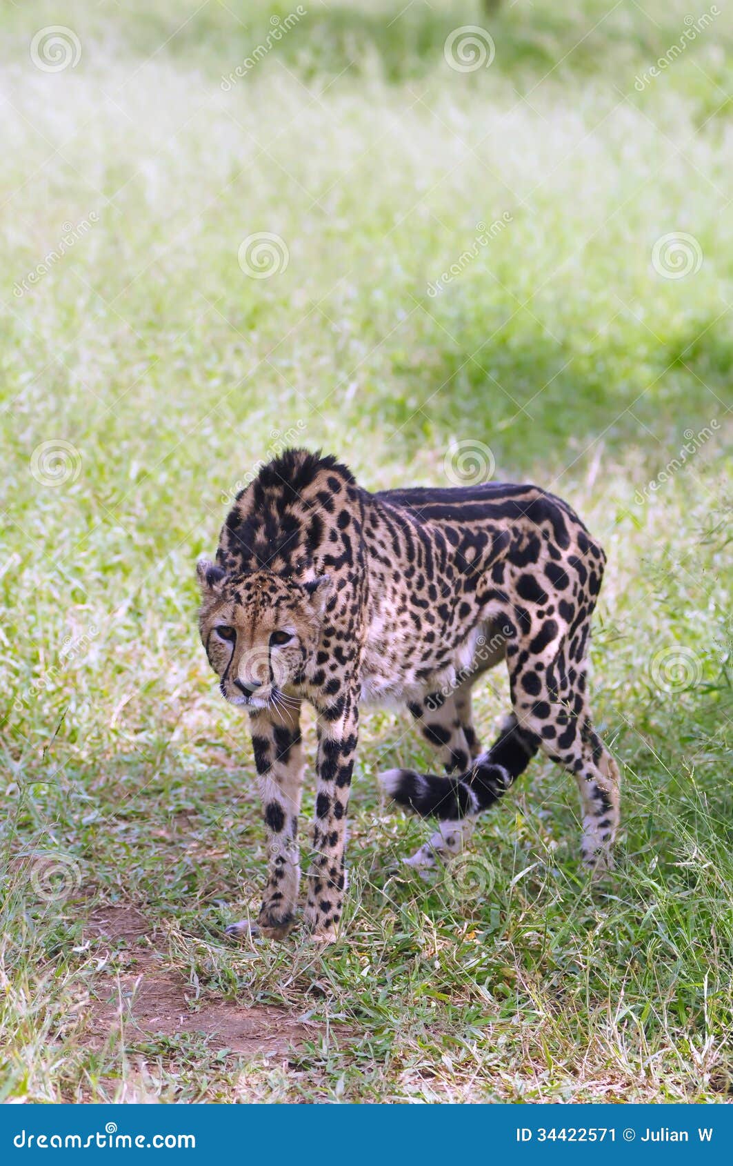 A King Cheetah stock image. Image of safari, coat, wild - 34422571