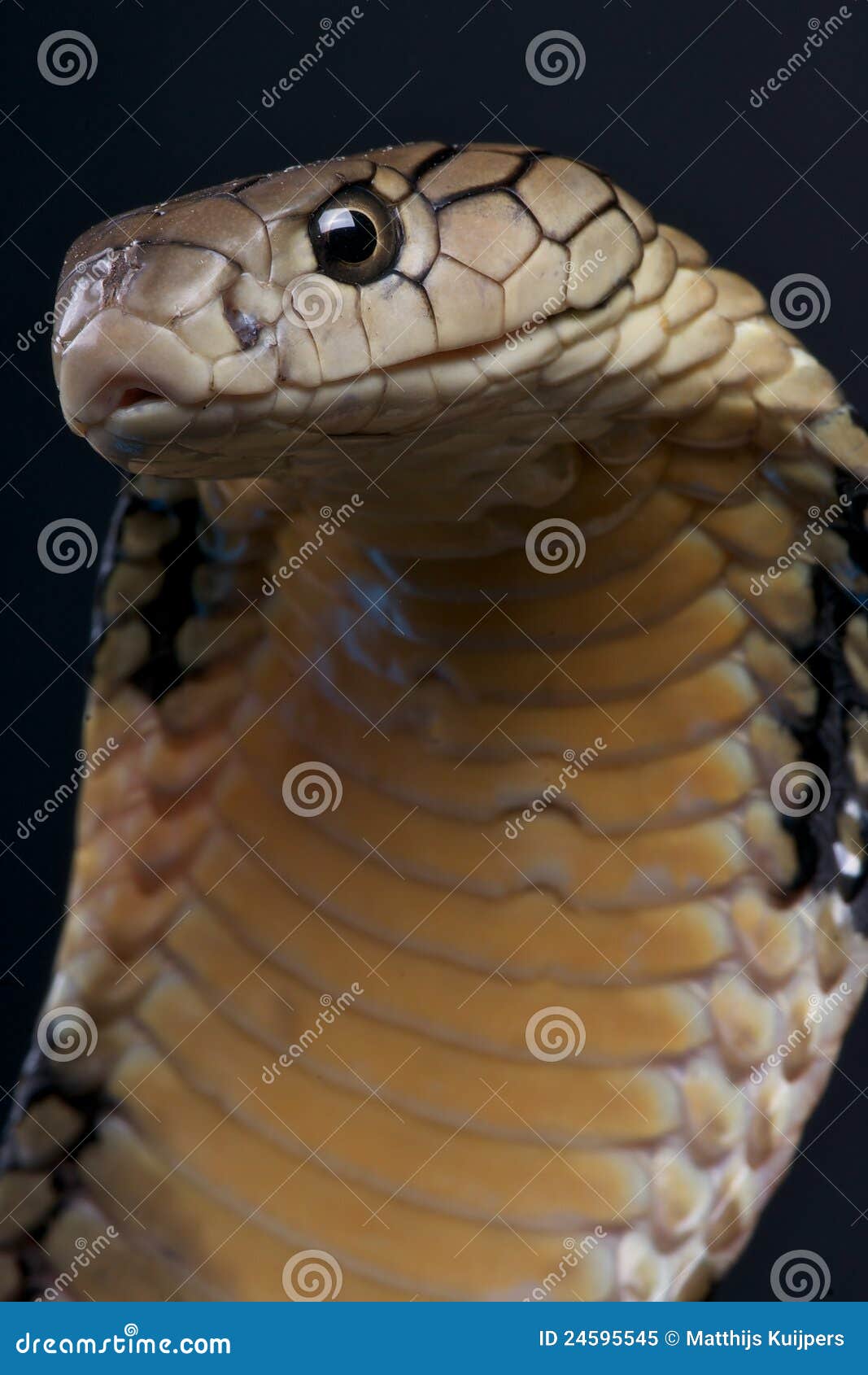 King Cobra stock image. Image of china, snakes, predator - 24595545
