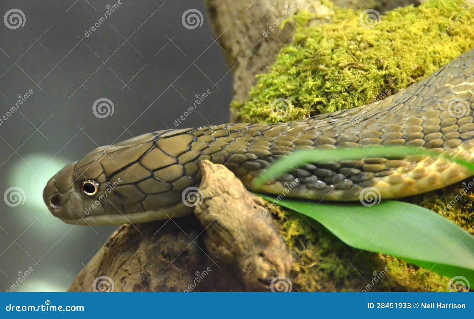 Poison King Cobras At The Zoo Royalty-Free Stock Image | CartoonDealer ...