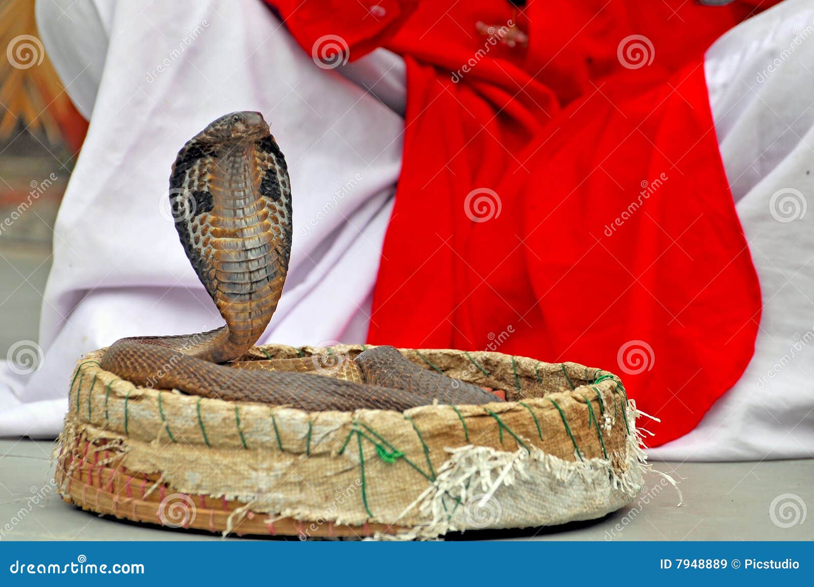 Poison King Cobras At The Zoo Royalty-Free Stock Image | CartoonDealer ...