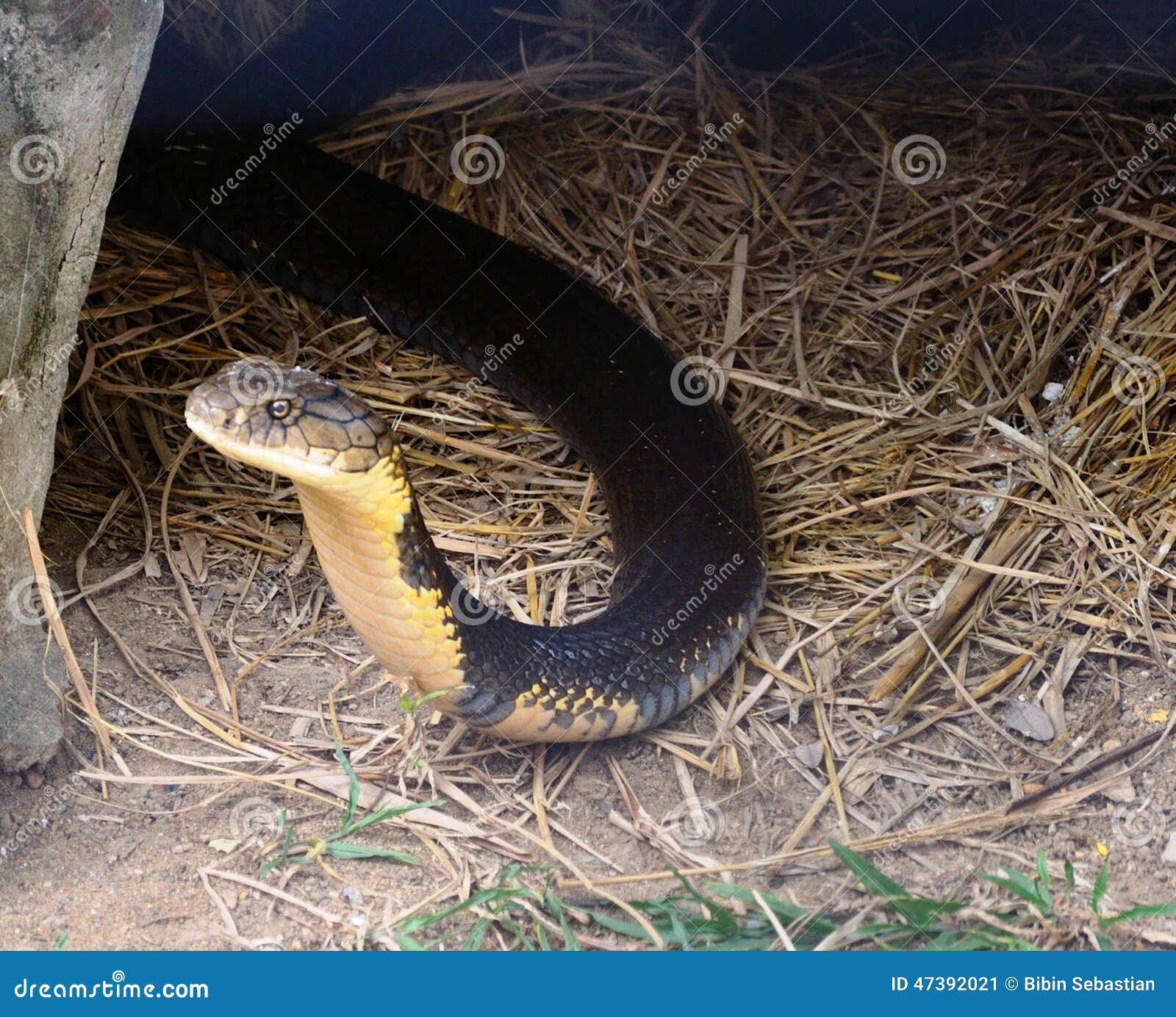 King Cobra stock image. Image of predator, long, cobra - 47392021