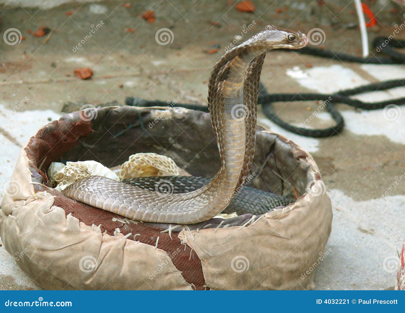 Poison King Cobras At The Zoo Royalty-Free Stock Image | CartoonDealer ...