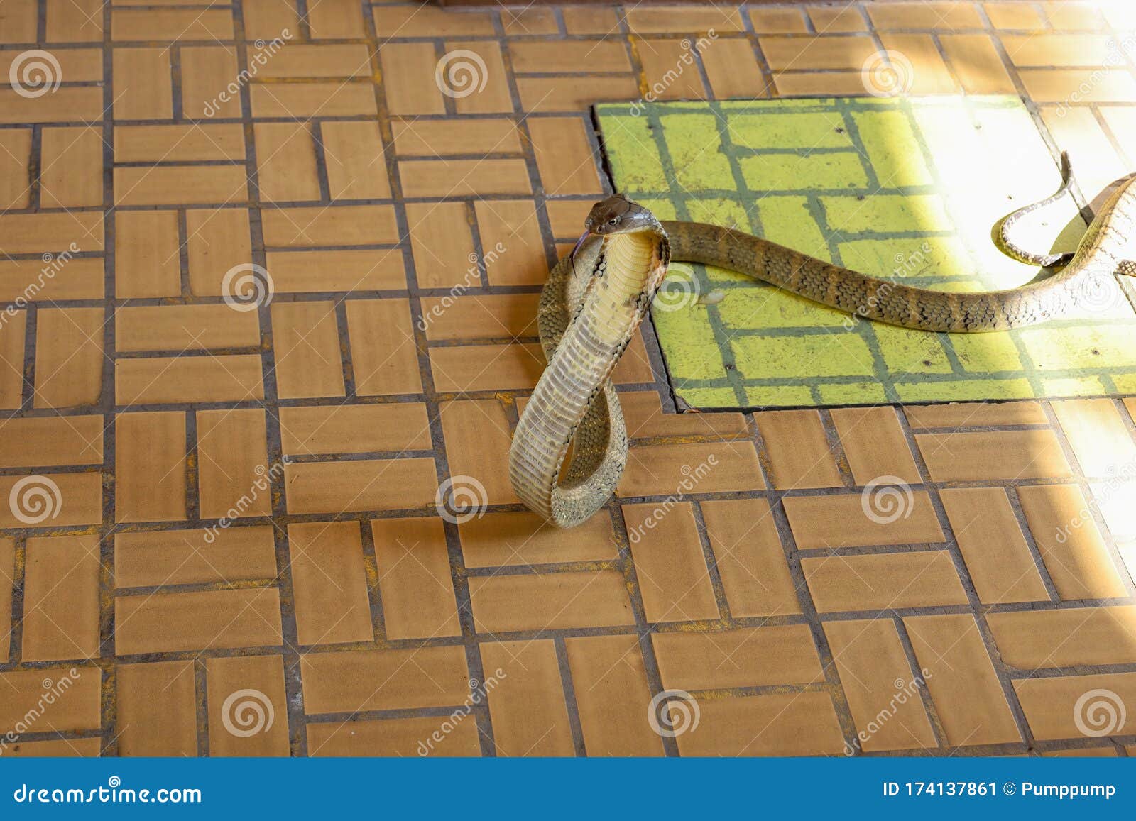The King Cobra is Dangerous Snake on Floor at Thailand Stock Image ...