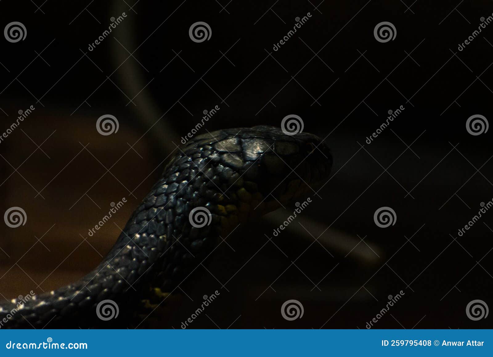 King Cobra in the Dark, Closeup Shot Stock Photo - Image of gray, mamba ...